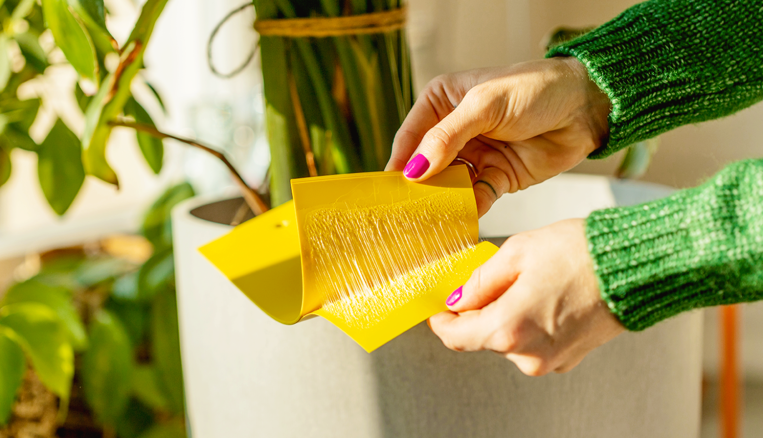 Pomoc, u pokojovky se mi vyrojila plíseň! Co s ní dělat a jak jí ...